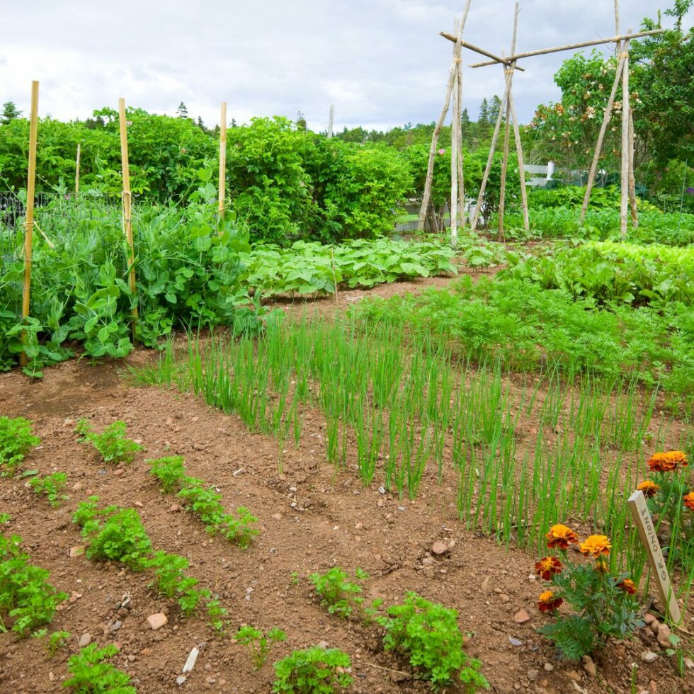 How to make a vegetable patch - A beginners's guide ...