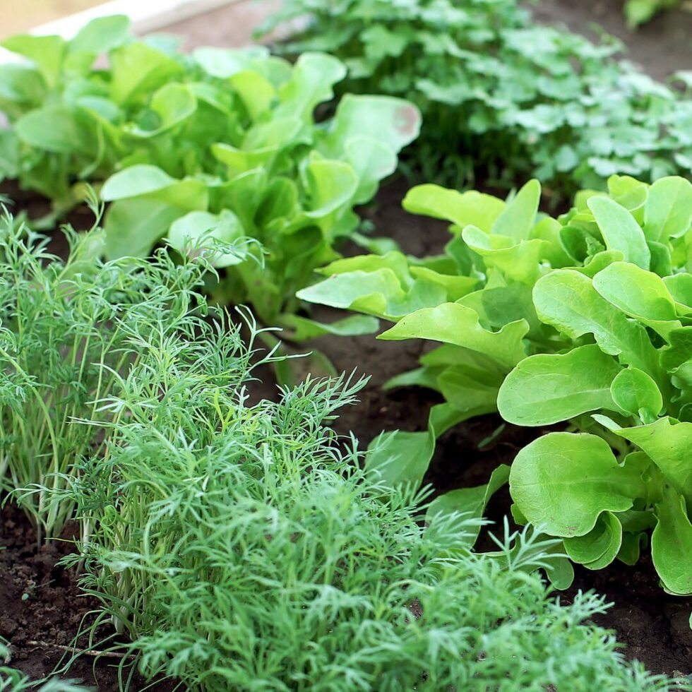 How to make a planting plan for your vegetable garden