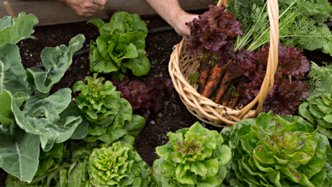 Succession Planting Guide: Maximize Your Vegetable Garden Harvest Year-Round ...