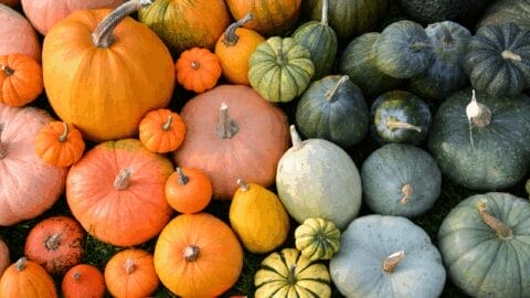 The Complete Pumpkin Grower's Guide: From Seed Selection to Harvest ...